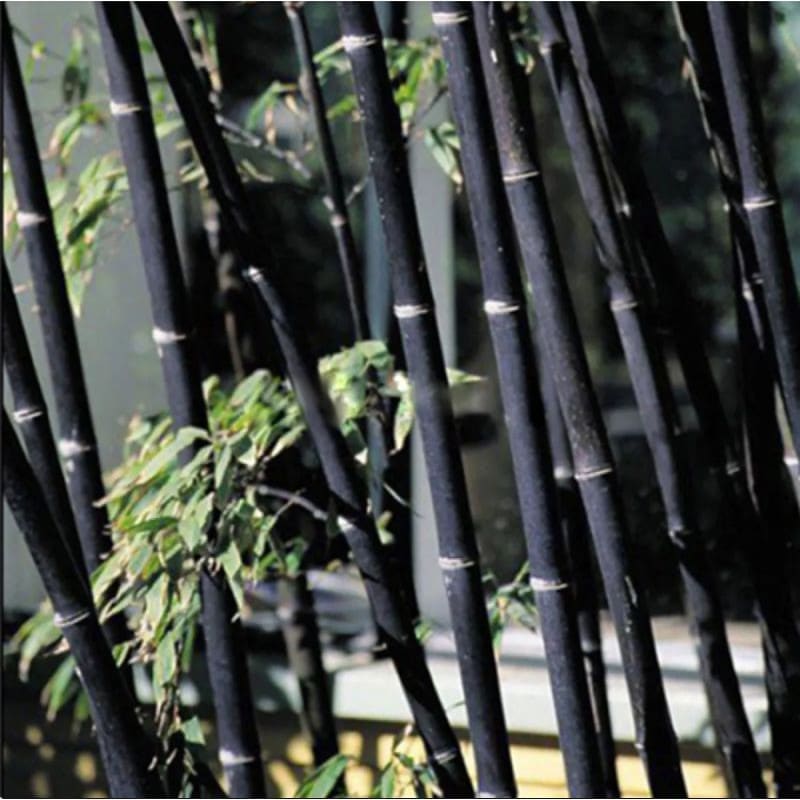 Benih Biji Tanaman Bambu Hitam Import Phyllostachys Pubescens Bonsai ...