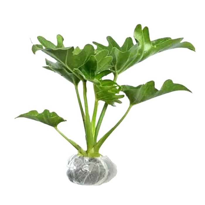 Tanaman hias Dendrum Philodendron Philodendron pohon dendrum | Lazada ...