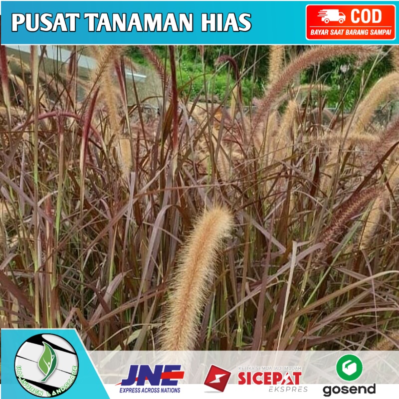 Tanaman rumput alang-alang merah / ilalang merah / ekor kuda | Lazada ...