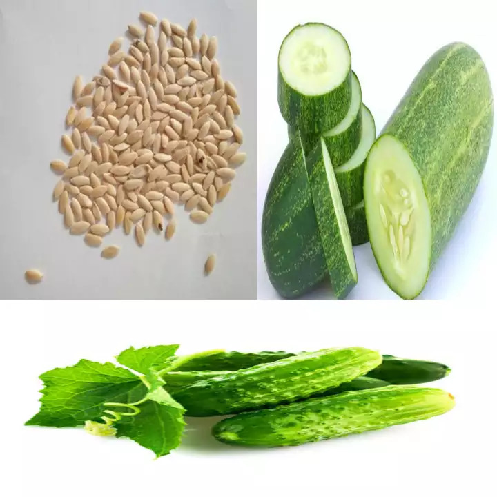 Biji Benih Timun Kualitas Unggul 20 Gram | Lazada Indonesia