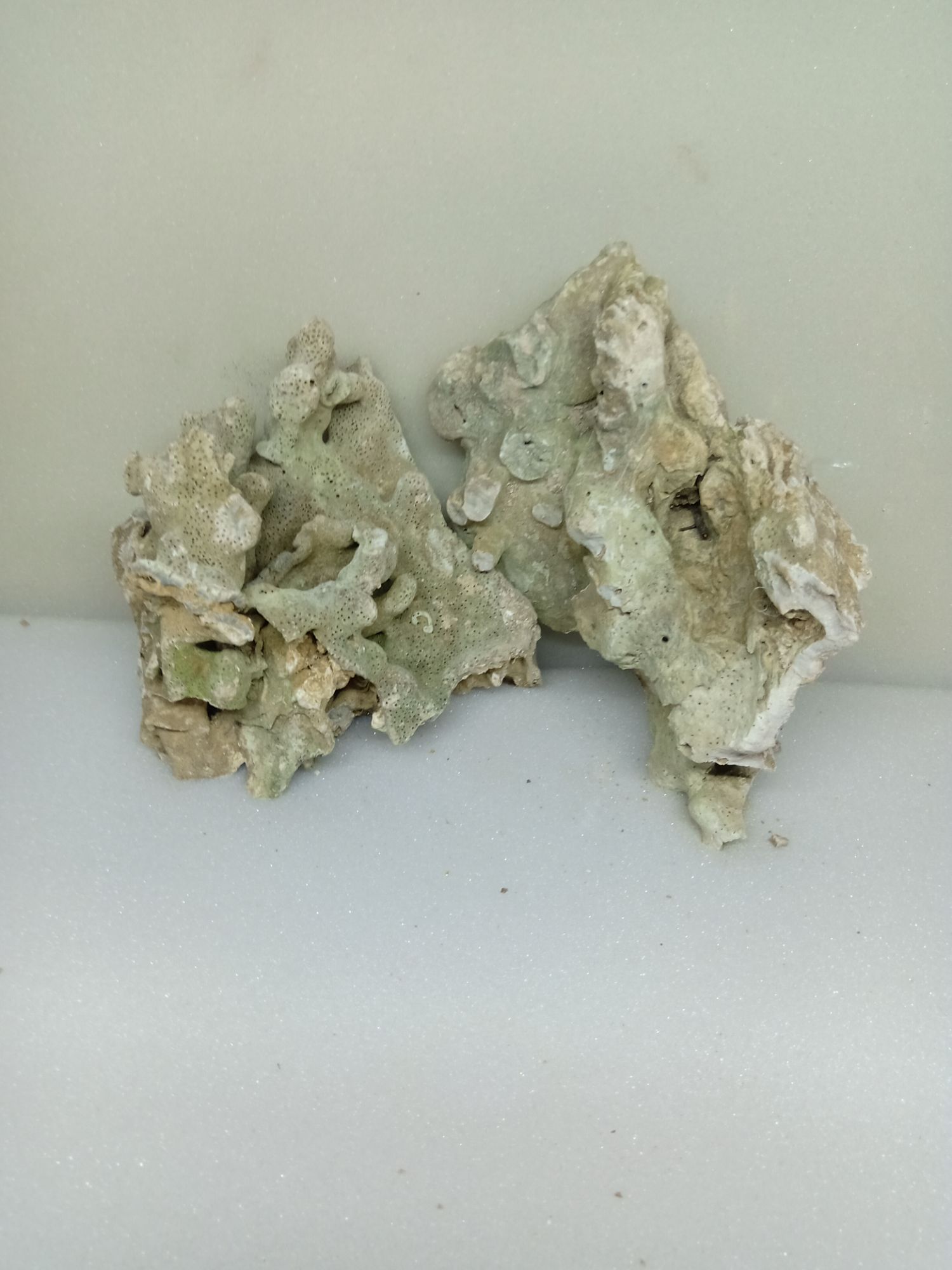 dead rock / batu karang mati 1kg aquascape | Lazada Indonesia