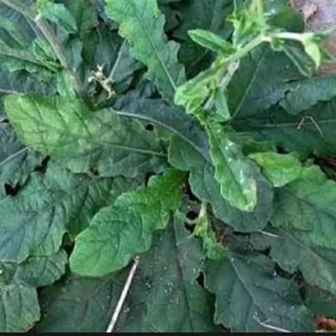 Bibit tapak liman / tanaman tapak liman /daun tapak liman | Lazada ...