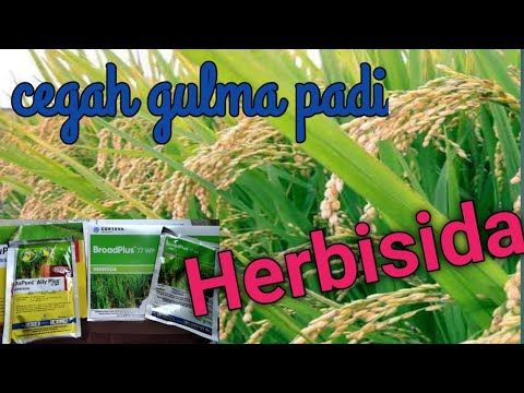 obat rumput ally plus herbisida broad plus herbisida pembasmi rumput ...