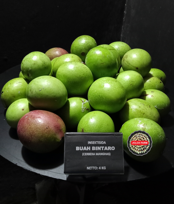 (PAKET 4 KG) BUAH BINTARO/BUAH PENGUSIR TIKUS/SIMPALAK/CERBERA MANGHAS ...
