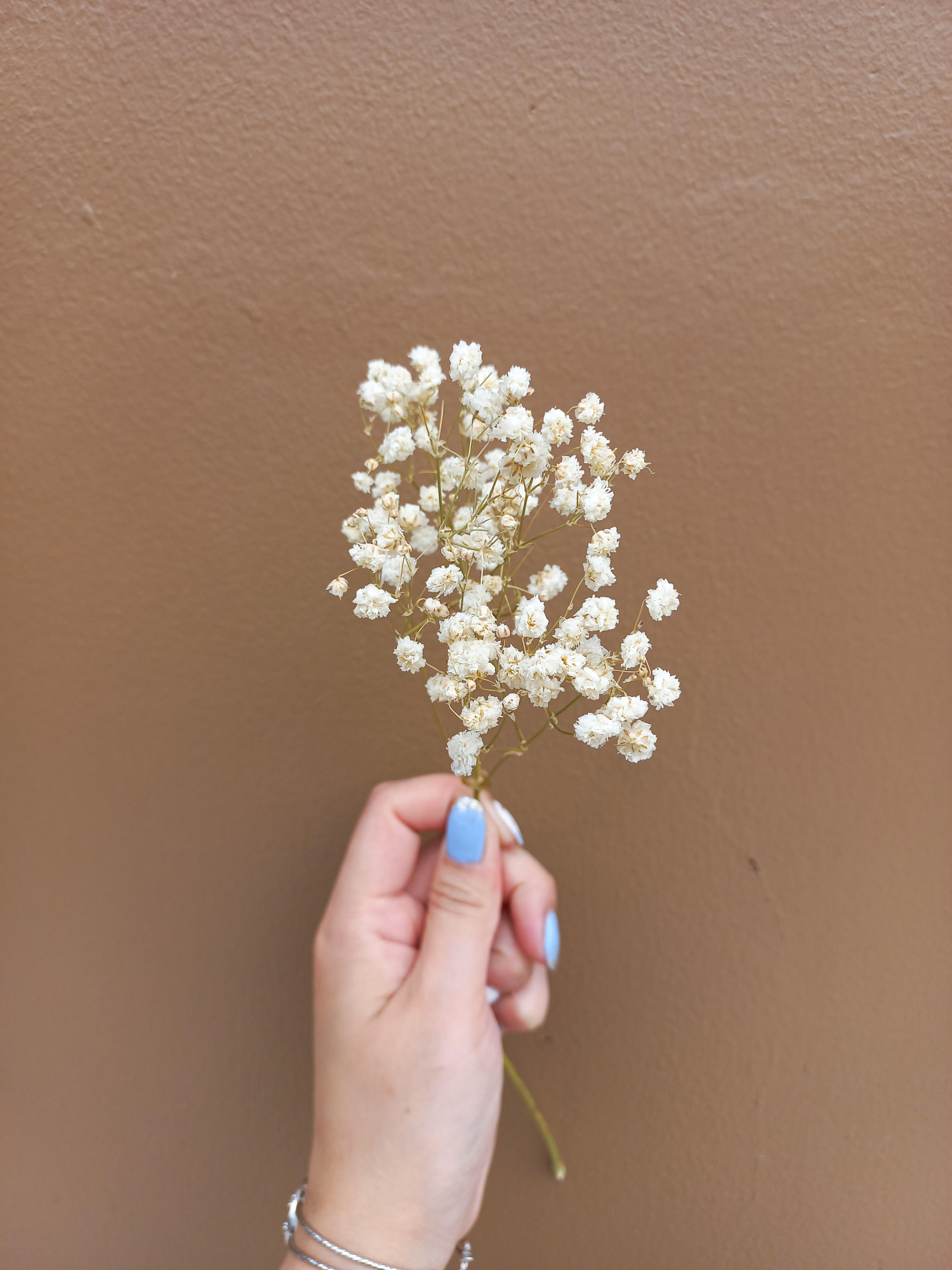 BUNGA BABY'S BREATH / BABY'S BREATH FLOWER / BUNGA DEKORASI / BUNGA ...