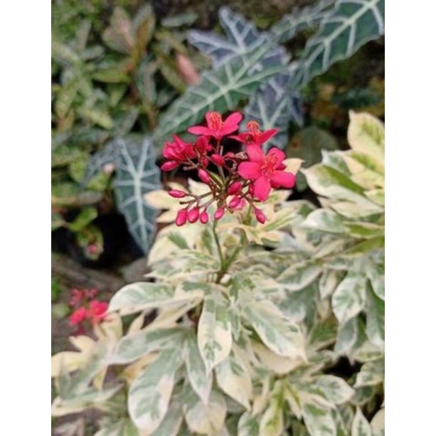 bunga Batavia varigata/pakan lebah | Lazada Indonesia