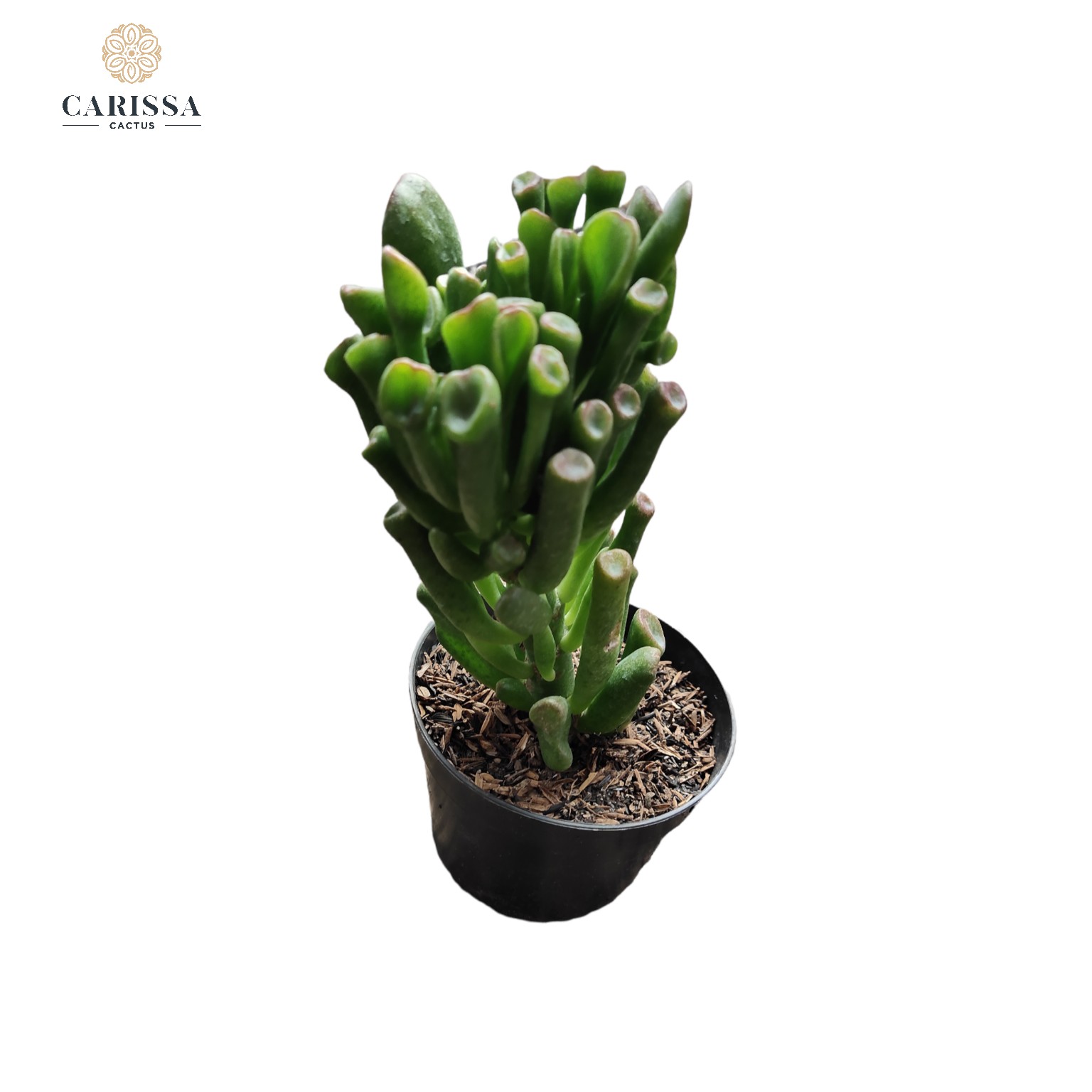 CARISSA CACTUS TANAMAN HIAS HIDUP SUKULEN CRASULLA OVATA GOLLUM BUNGA ...