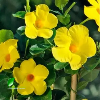 Simak! 46+ Tanaman Rambat Bunga Kuning Kekinian - Informasi Seputar ...