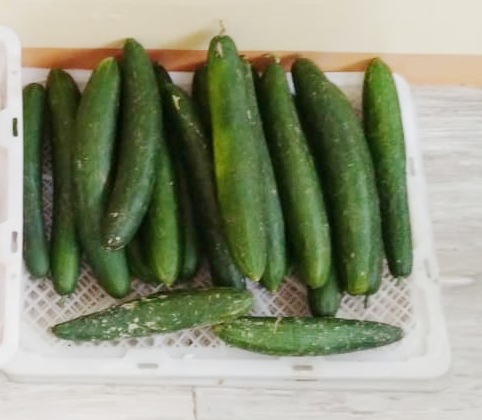 Jual Kyuri Timun jepang organik untuk resto, kebab dan burger | Lazada ...