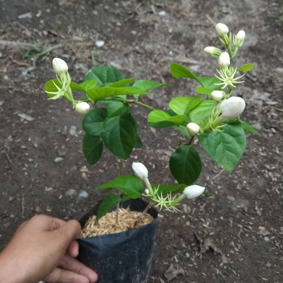 melati wangi / melati kampung tanaman hidup | Lazada Indonesia