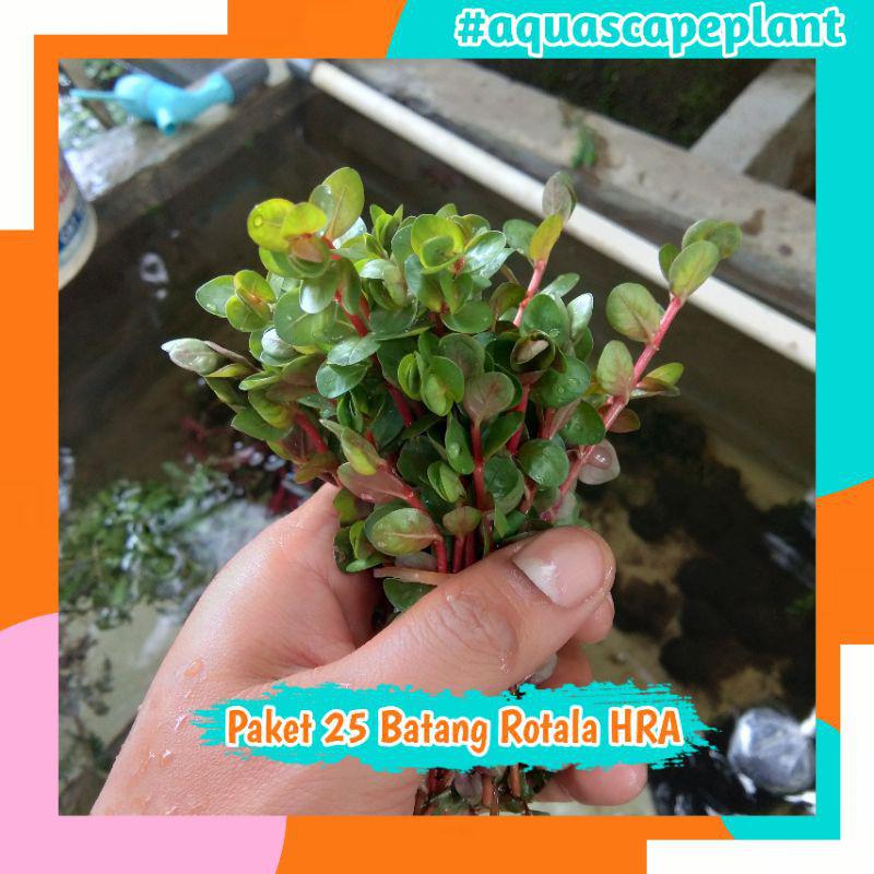 [ Paket 25 Batang ] Rotala HRA Tanaman Aquascape - Tanaman Air Aquarium - Tanaman Akuarium ...