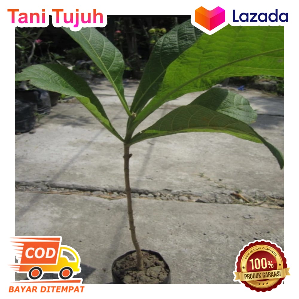 10 Bibit Pohon Kayu Jati Mas Unggul *_@ | Lazada Indonesia