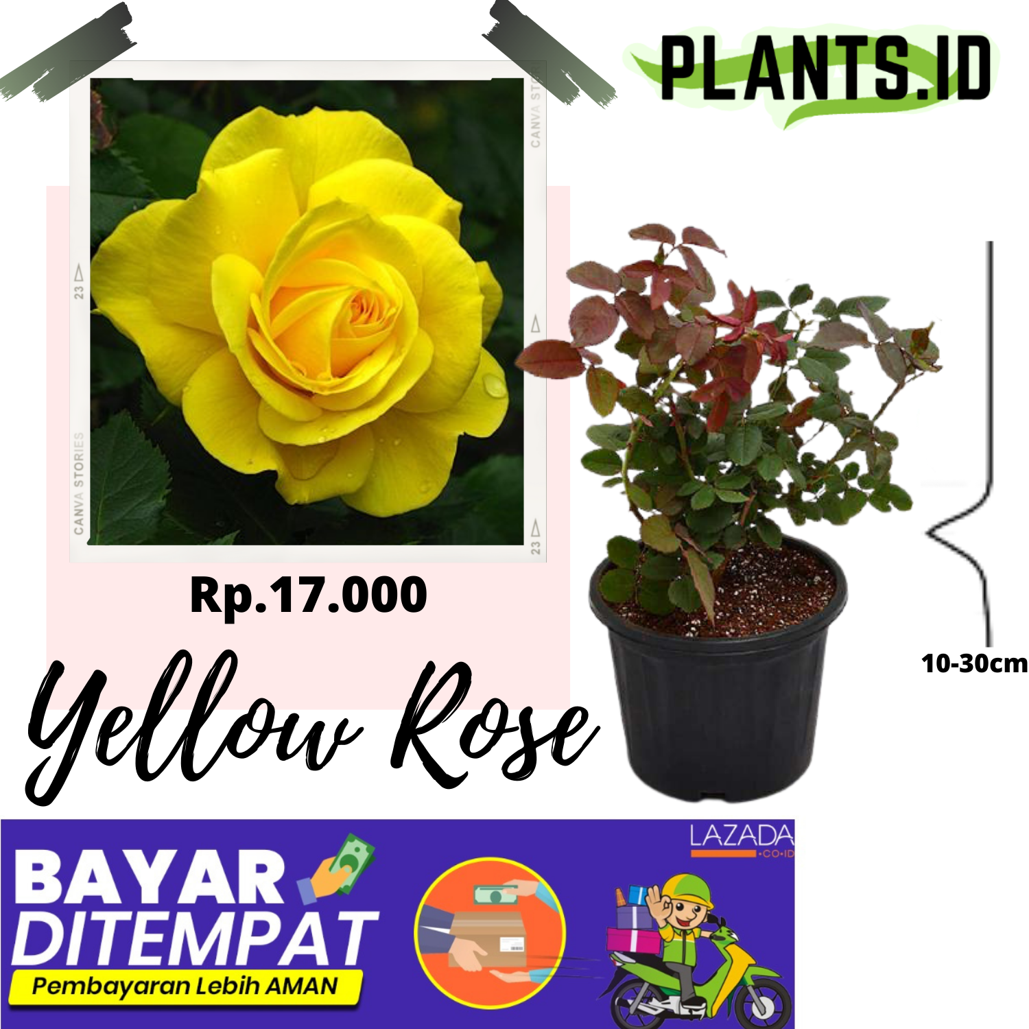 Tanaman hias hidup bunga mawar kuning Bisa pilih warna lain Tanaman ...