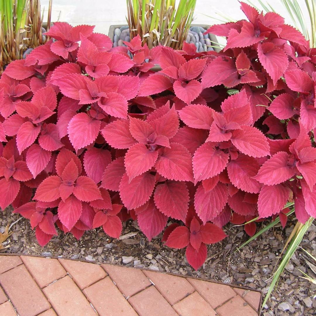 Tanaman Coleus Merah | Lazada Indonesia