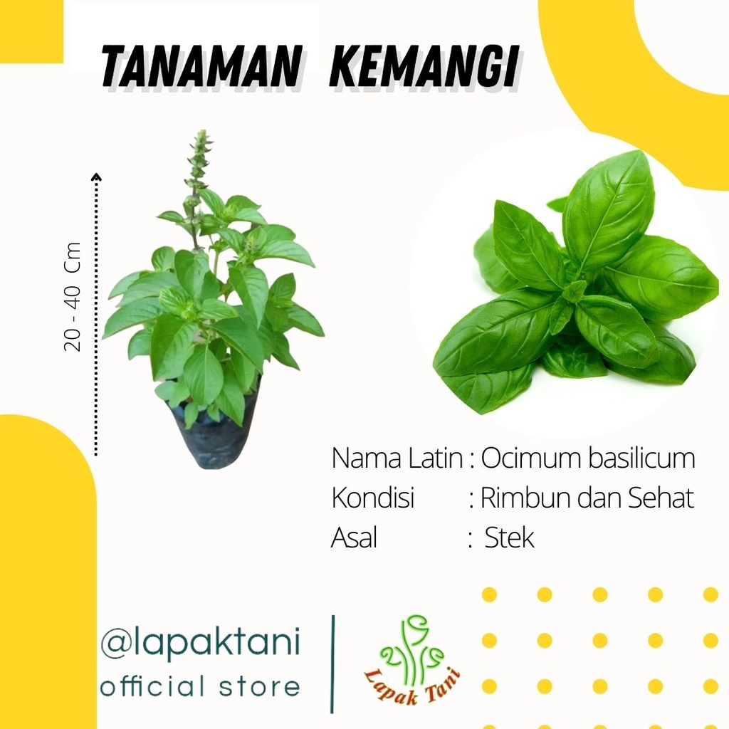 Kemangi Nama Latin LI NA HERBS: LEMON BASIL: KEMANGI