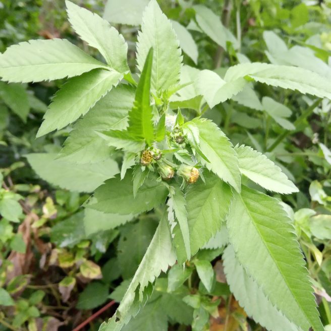 Daun ketul atau ajeran paket 500gram | Lazada Indonesia