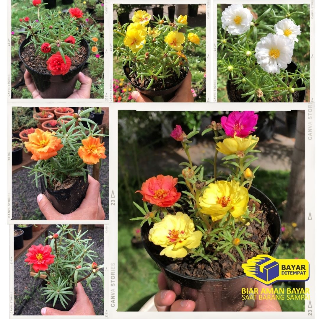 KUALITAS SUPER!! 10 - 20 TANAMAN HIAS BUNGA KROKOT / PORTULACA SUTRA ...