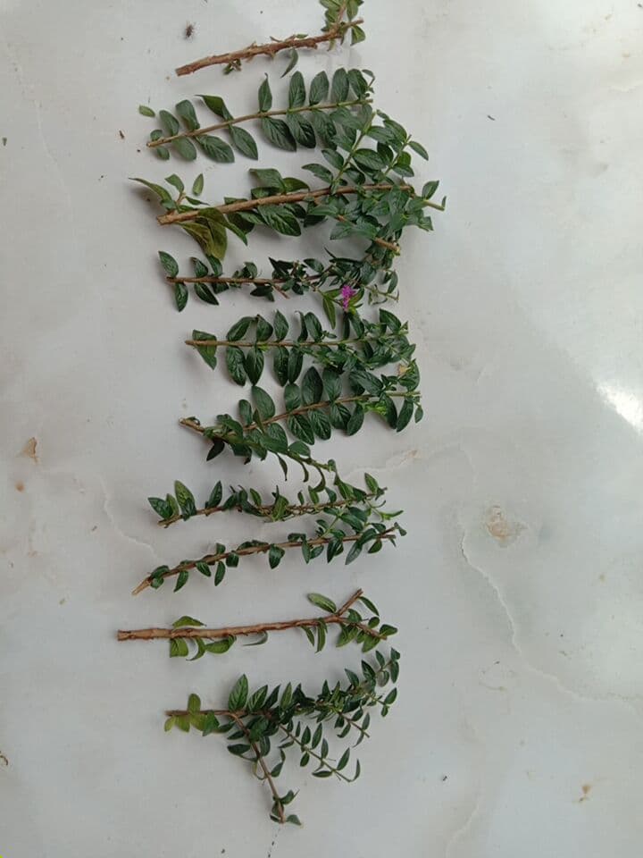 Tanaman Hias Taiwan atau Cuphea Hyssopifolia, Bunga yang disukai Lebah ...