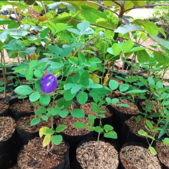 Bibit Bunga telang / tanaman bunga telang / Pohon teleng | Lazada Indonesia