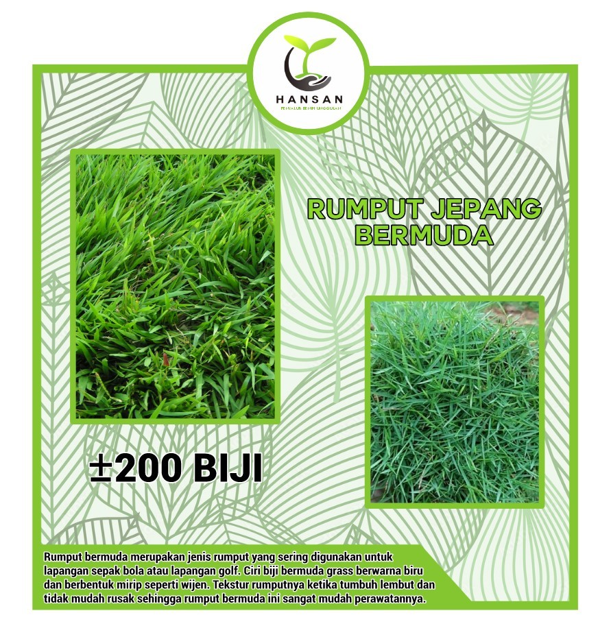 200 Benih Bibit Rumput Jepang Bermuda Grass Seed Standar Golf Import ...