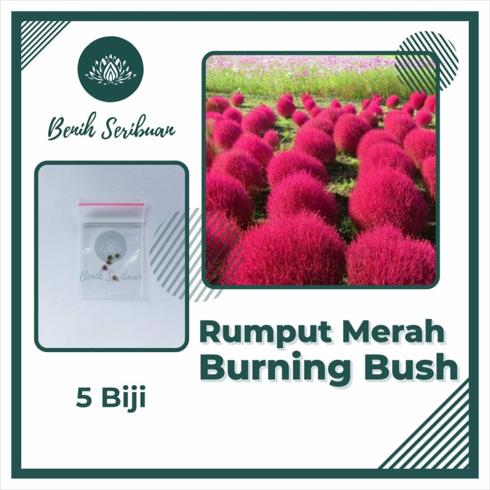 5 Bibit Bunga Rumput Merah Benih Tanaman Hias Burning Bush Red Grass ...