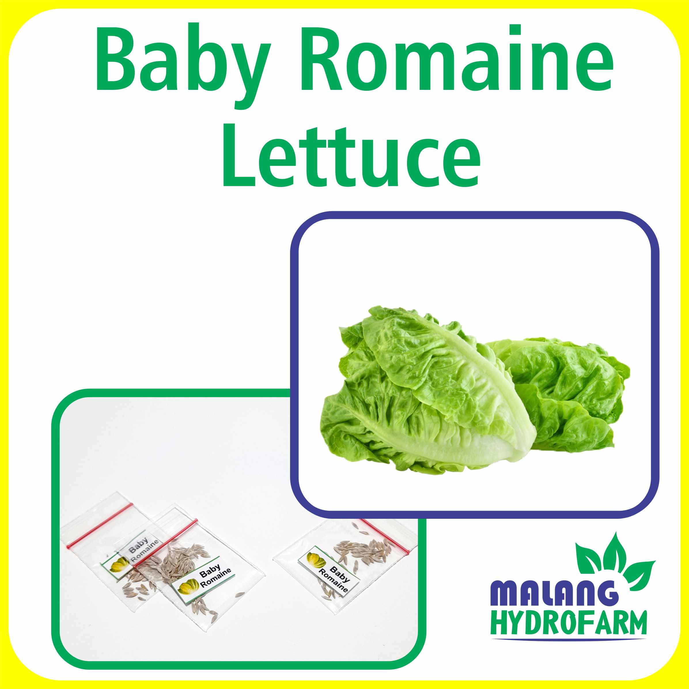 Benih Baby Romaine Lettuce Unggulan Berkualitas biji bibit repack cos ...