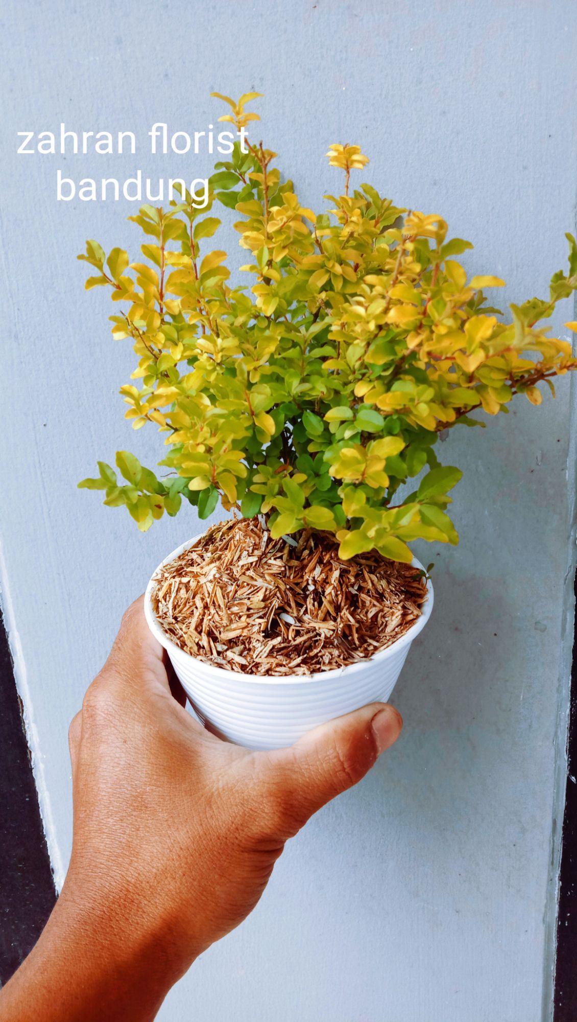 bonsai legistrum kuning (bahan) | Lazada Indonesia
