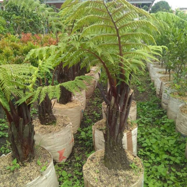 Pakis monyet 1 meter - paku tihang peneduh taman - Tanaman hias pakis ...
