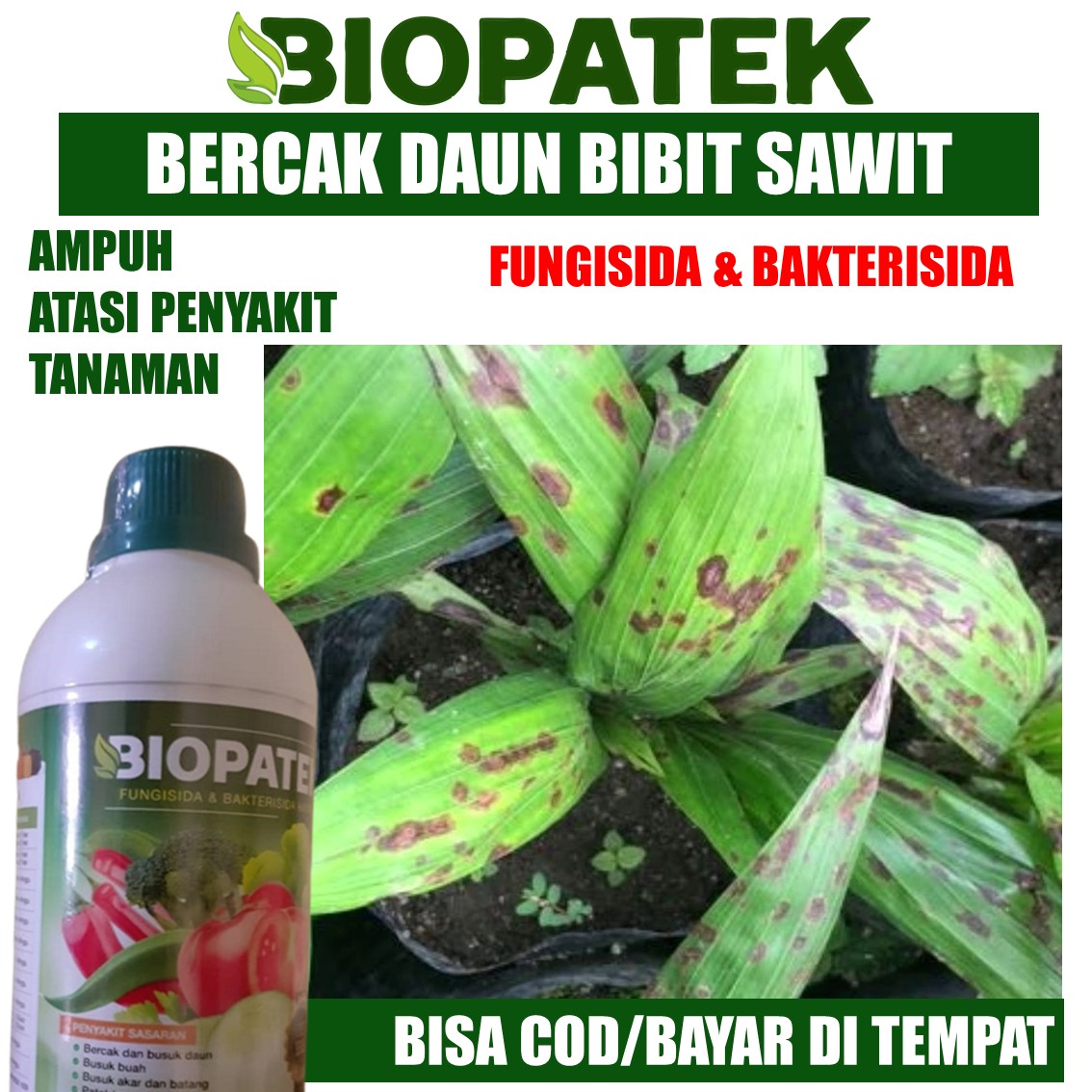 [AMPUH] Obat Bercak Daun Bibit Sawit BIOPATEK 500 ML - Obat Pengendali ...