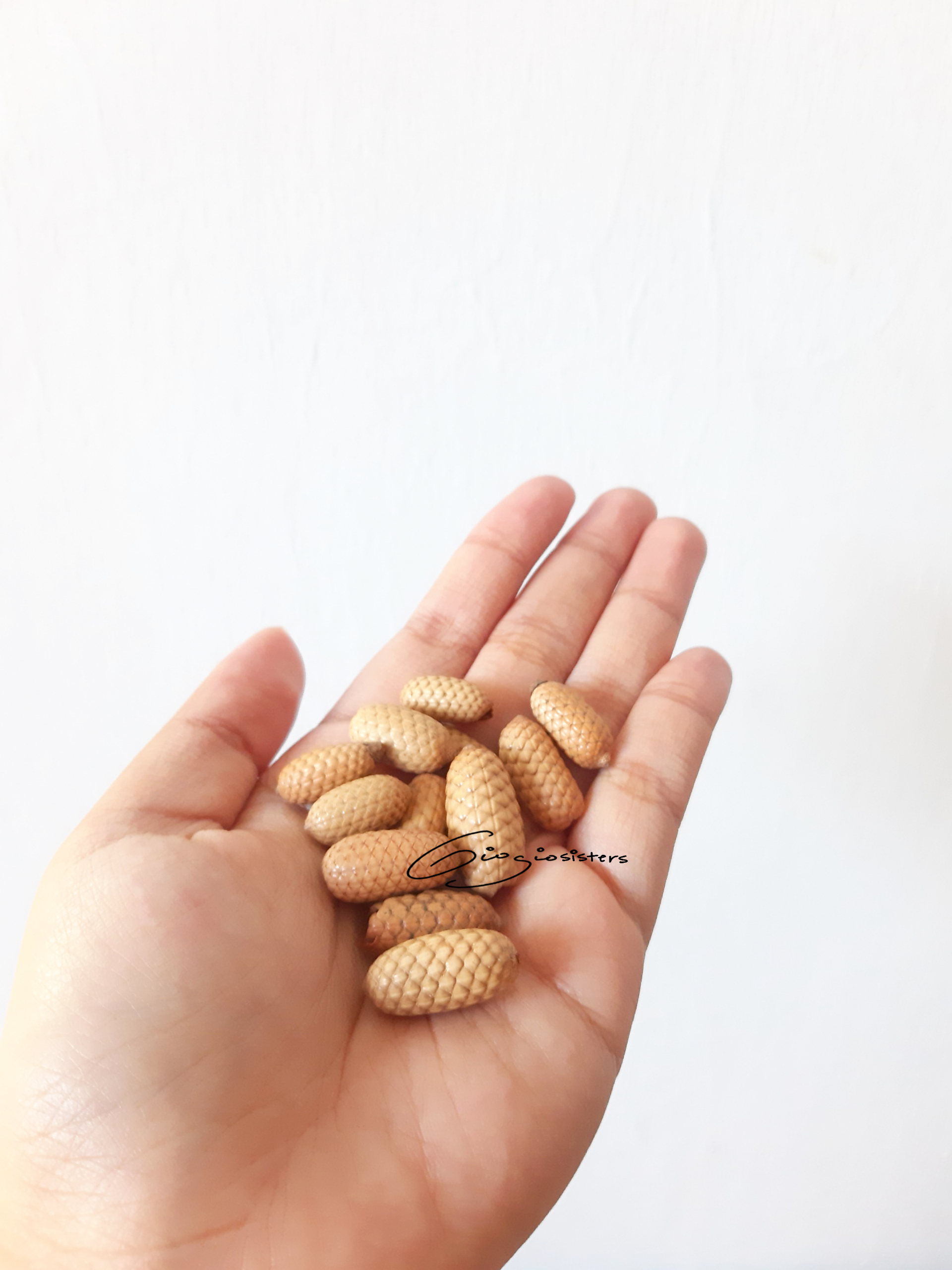 Biji Rotan Kapsul | Buah Rotan Lonjong Kering | Lazada Indonesia