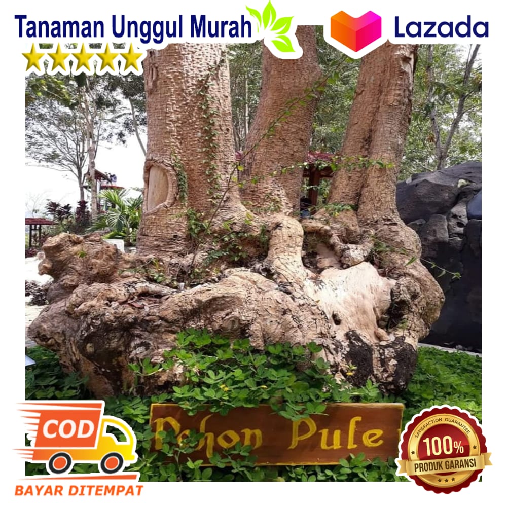 10 Bibit Pohon Pule Pulai Kliwon | Lazada Indonesia