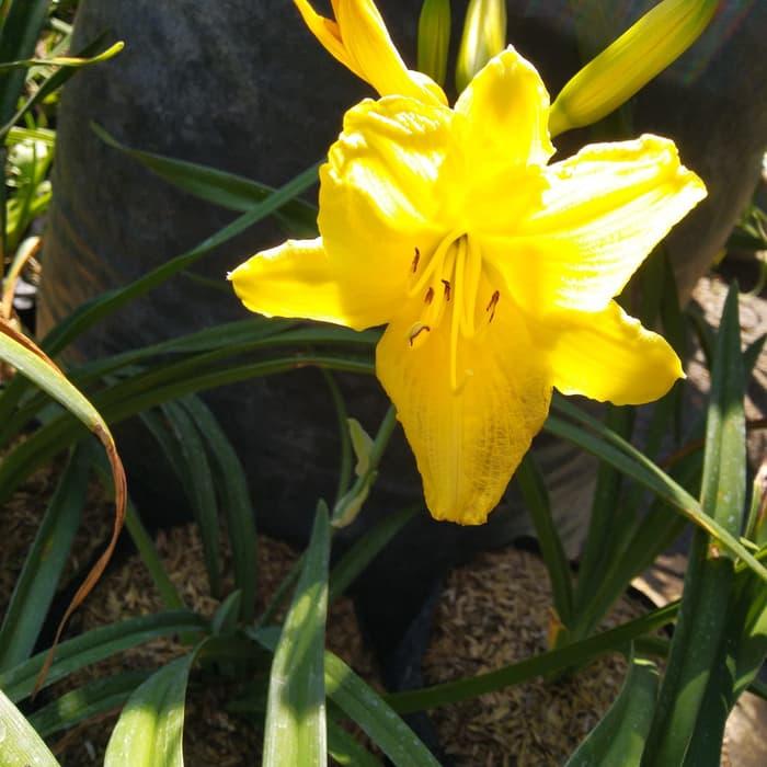 Bunga daylily kuning | Lazada Indonesia