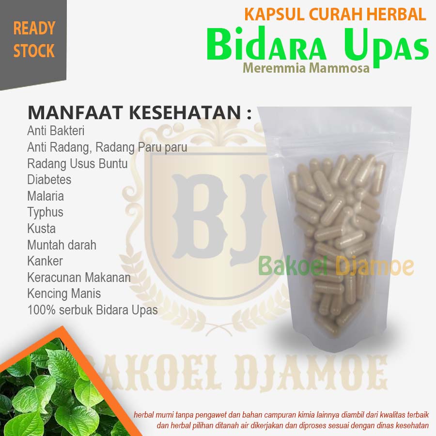 Bidara upas kapsul herbal bidara upas kapsul herbal demam batuk rejan ...