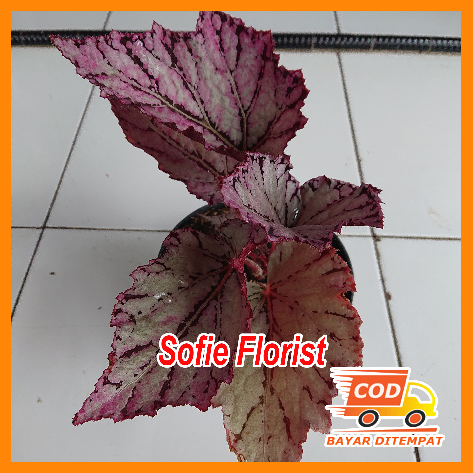Tanaman Hias Bunga Begonia Rex Medium | Bunga Begonia Siver | Tanaman ...