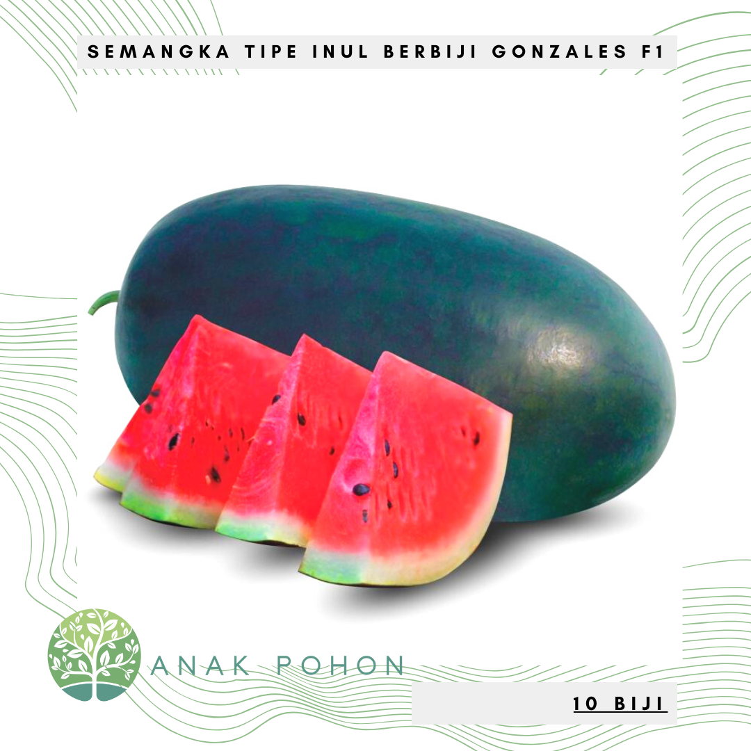 (10 Biji) Benih Bibit Biji - Semangka GONZALES F1 Hibrida Tipe Inul ... (10 Biji) Benih Bibit Biji - Semangka GONZALES F1 Hibrida Tipe Inul ...