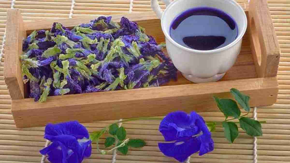 Teh Bunga Telang Kering 10 gr | Lazada Indonesia