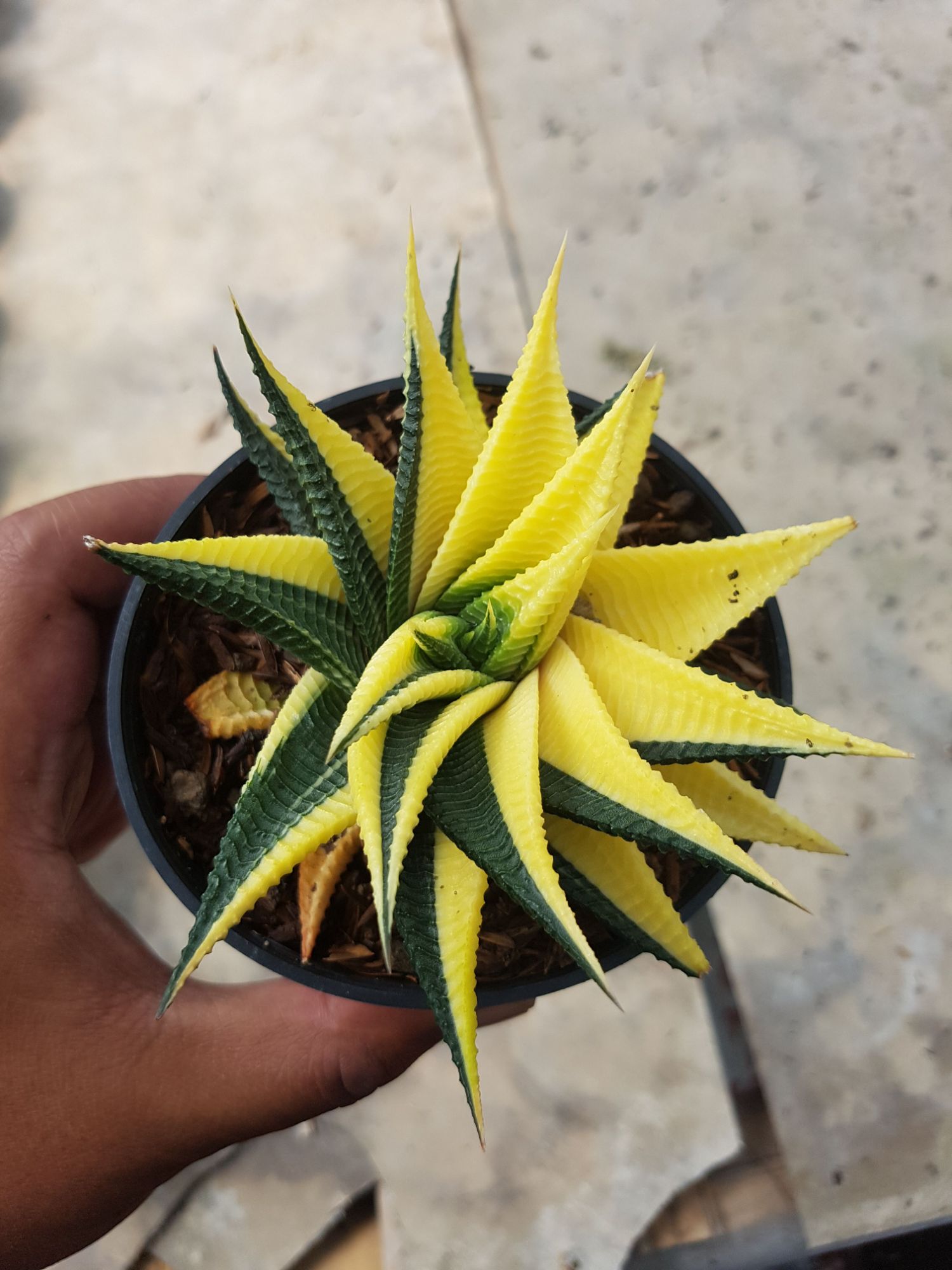 Tanaman Haworthia Limifolia variegata | Lazada Indonesia
