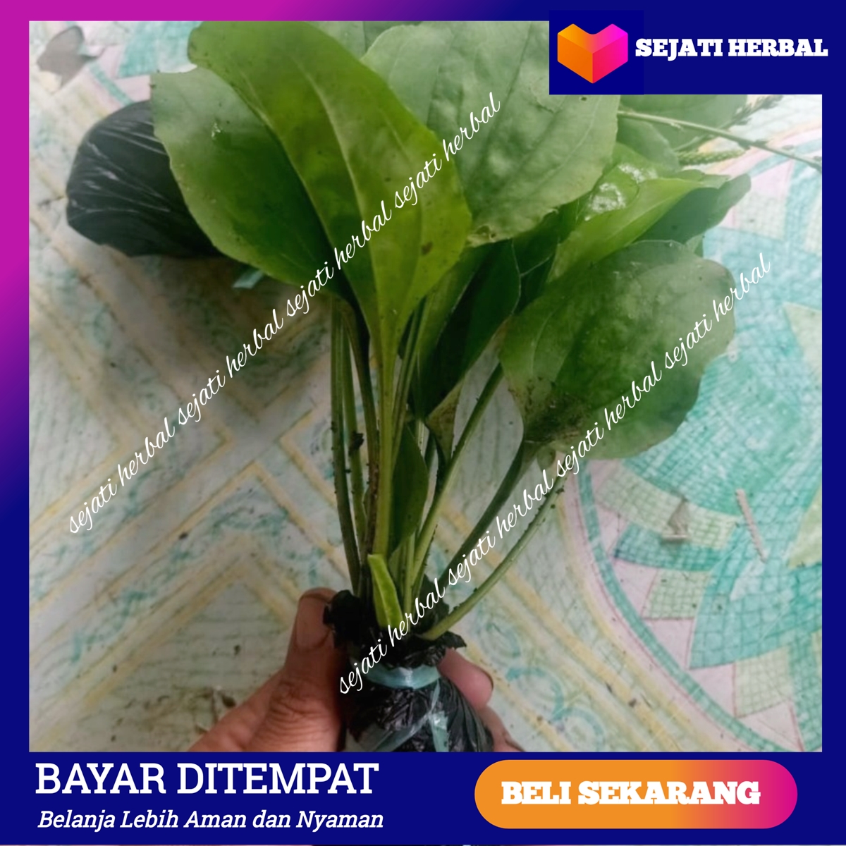 herbal Daun sendok Daun sendok Daun sendokan sendok daun tanaman herbal ...