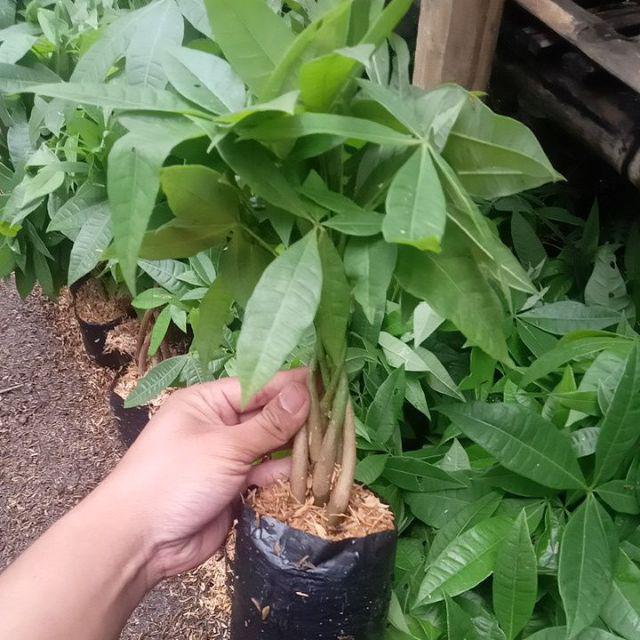 Tanaman hias pachira aquatic money tree | Lazada Indonesia