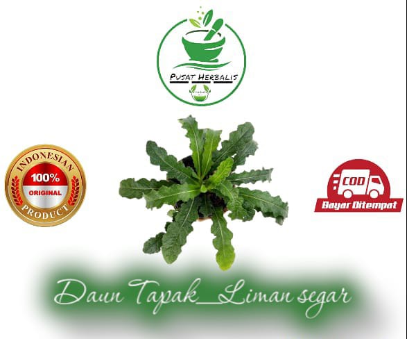 Daun tapak liman kering 500 gram | Lazada Indonesia