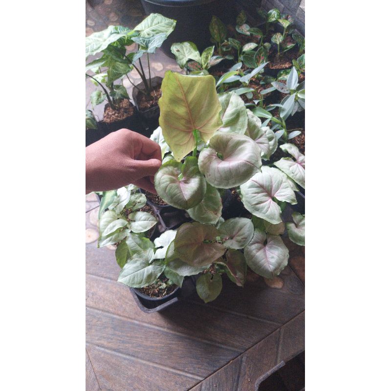 syngonium bold allusion original | Lazada Indonesia