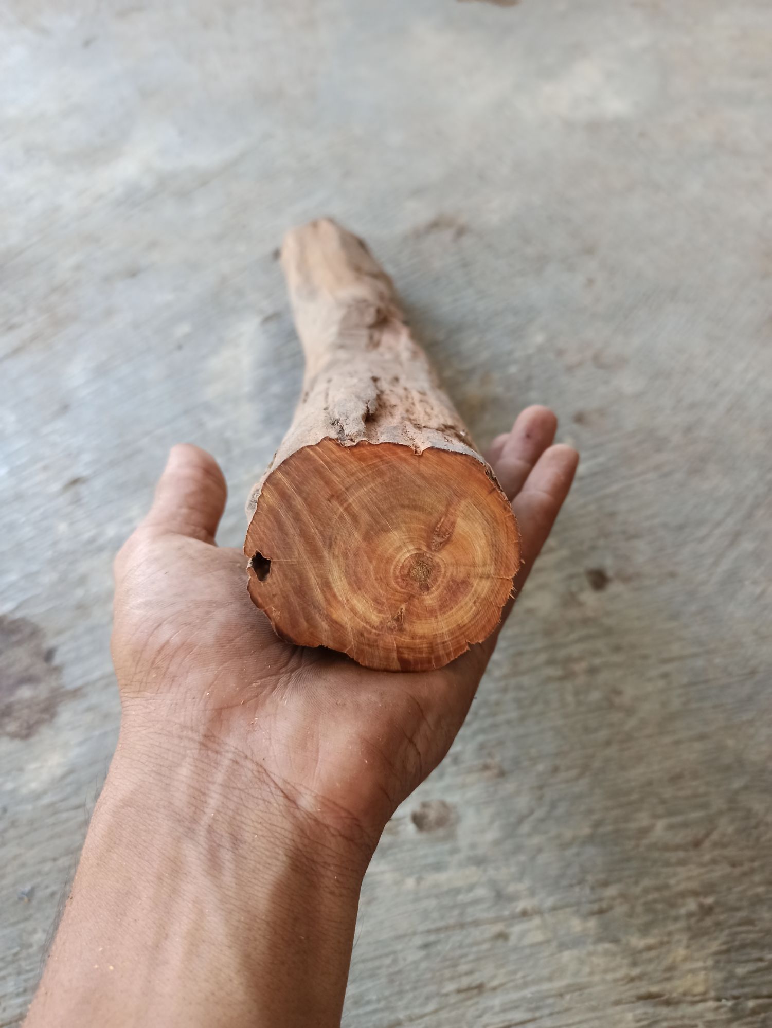 bahan kayu raja merah agatis tembus cahaya | Lazada Indonesia