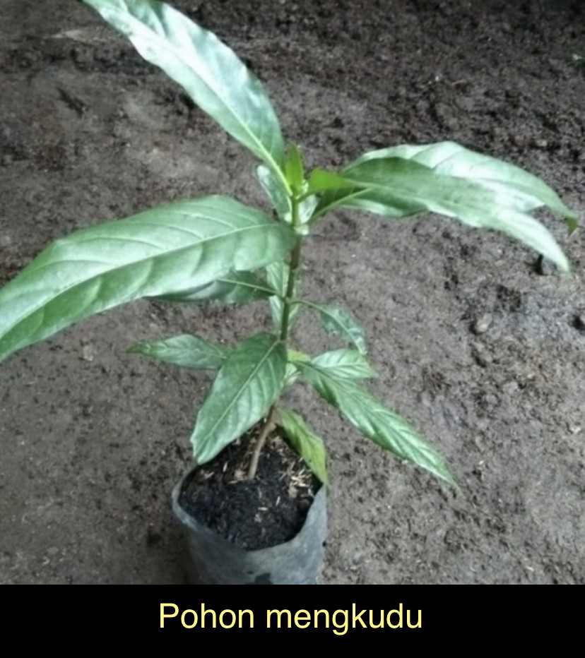 Bibit pohon mengkudu / Tanaman mengkudu / Pohon Pace / Tanaman Herbal ...