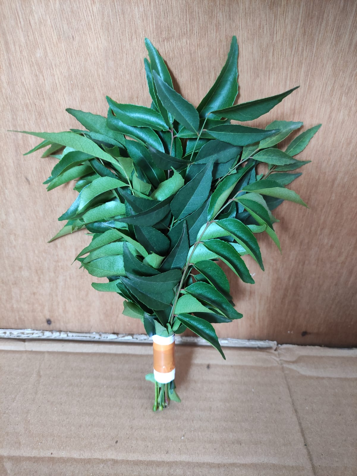 Daun salam koja , daun kari , temurui segar / fresh 100 gram | Lazada ...