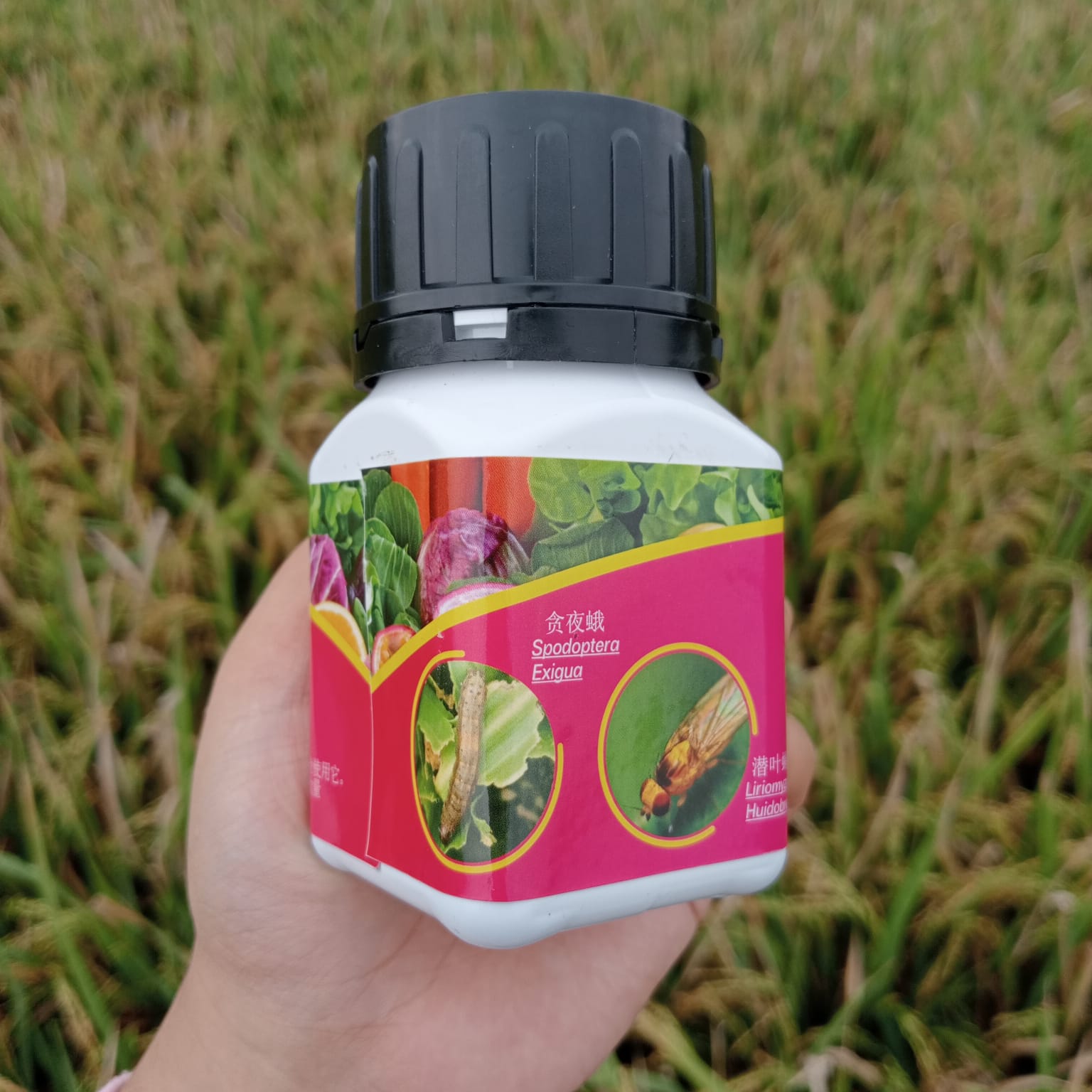 Insektisida Spesialis Pembasmi Hama Ulat Dalam Batang Ulat Grayak ...