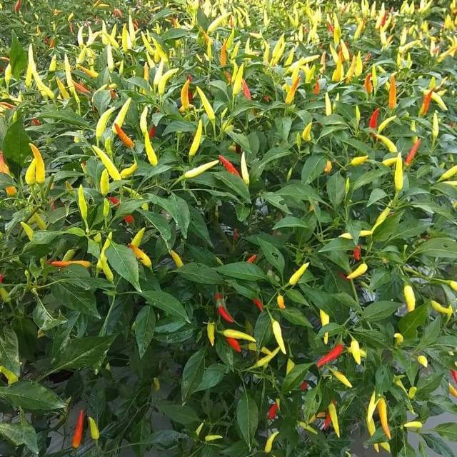 isi per paket 5 Biji - Benih cabe rawit DEWATA 43 F1 cabai dewata 43 f1 ...