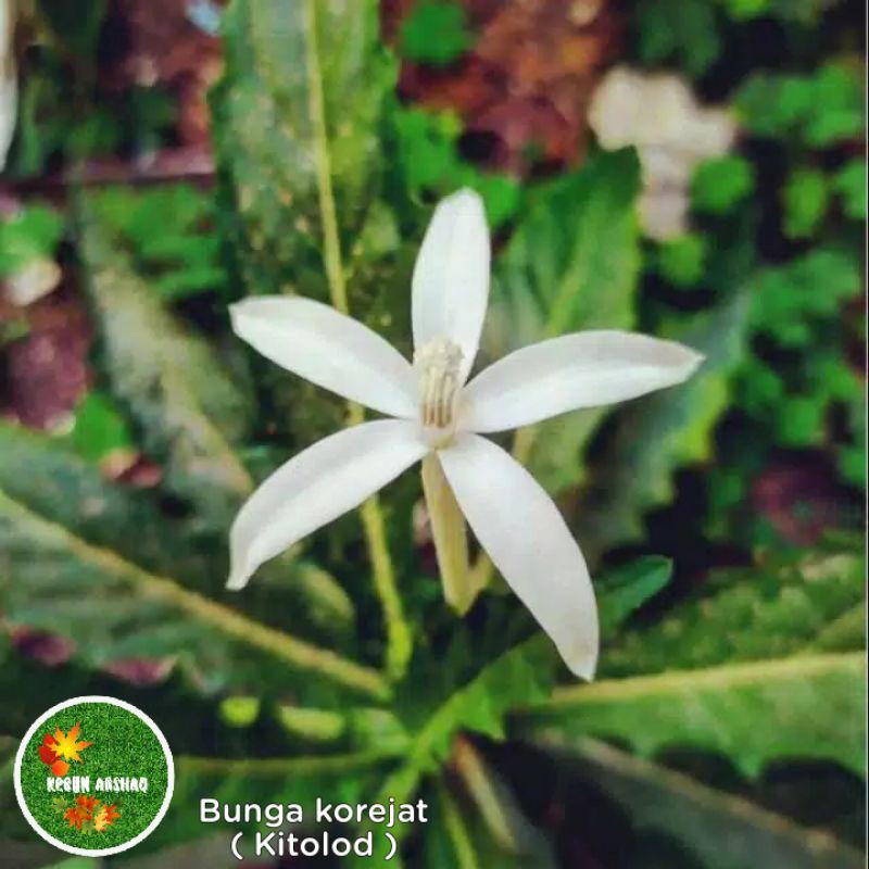 Pohon Herbal Kitolod Bunga Kitolod - Kembang Kitolod - kembang korejat ...