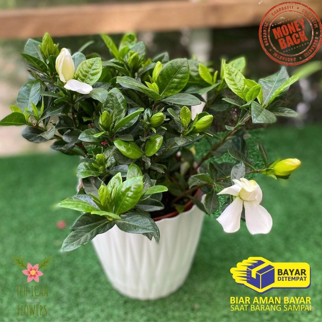 Tanaman hias bunga cepiring gardenia ceplok piring hidup - Tanaman Hias ...