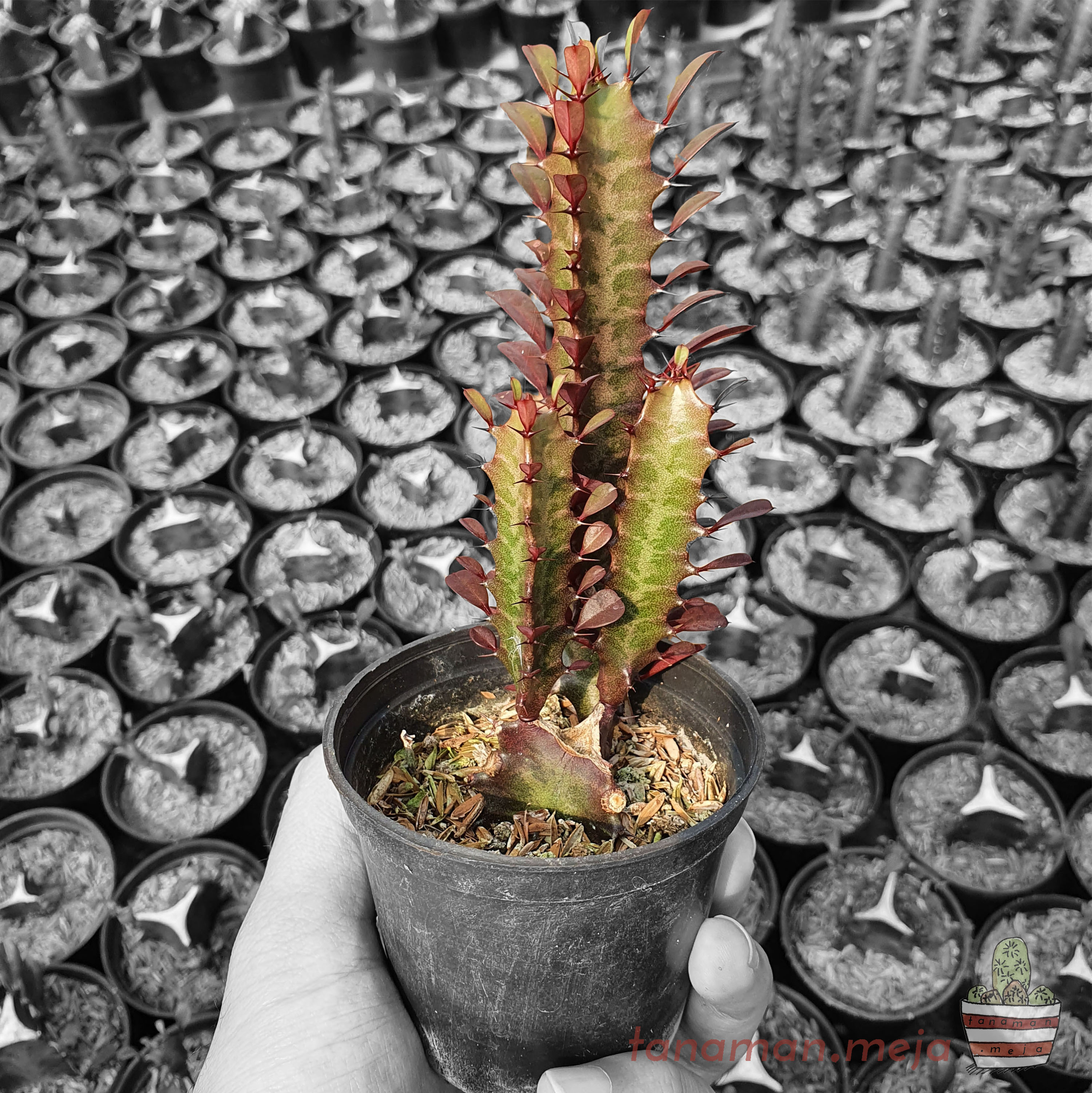 Sukulen dan Kaktus mini (Susuru Merah / Euphorbia Trigona Red) | Lazada ...