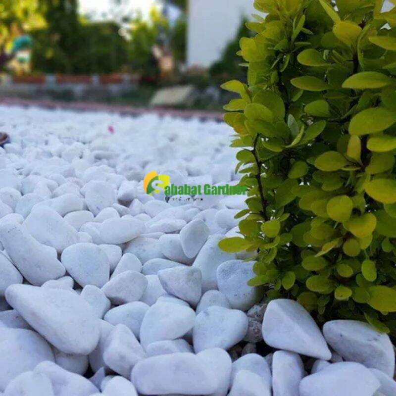 Batu taman koral putih dekorasi tanaman 10kg | Lazada Indonesia